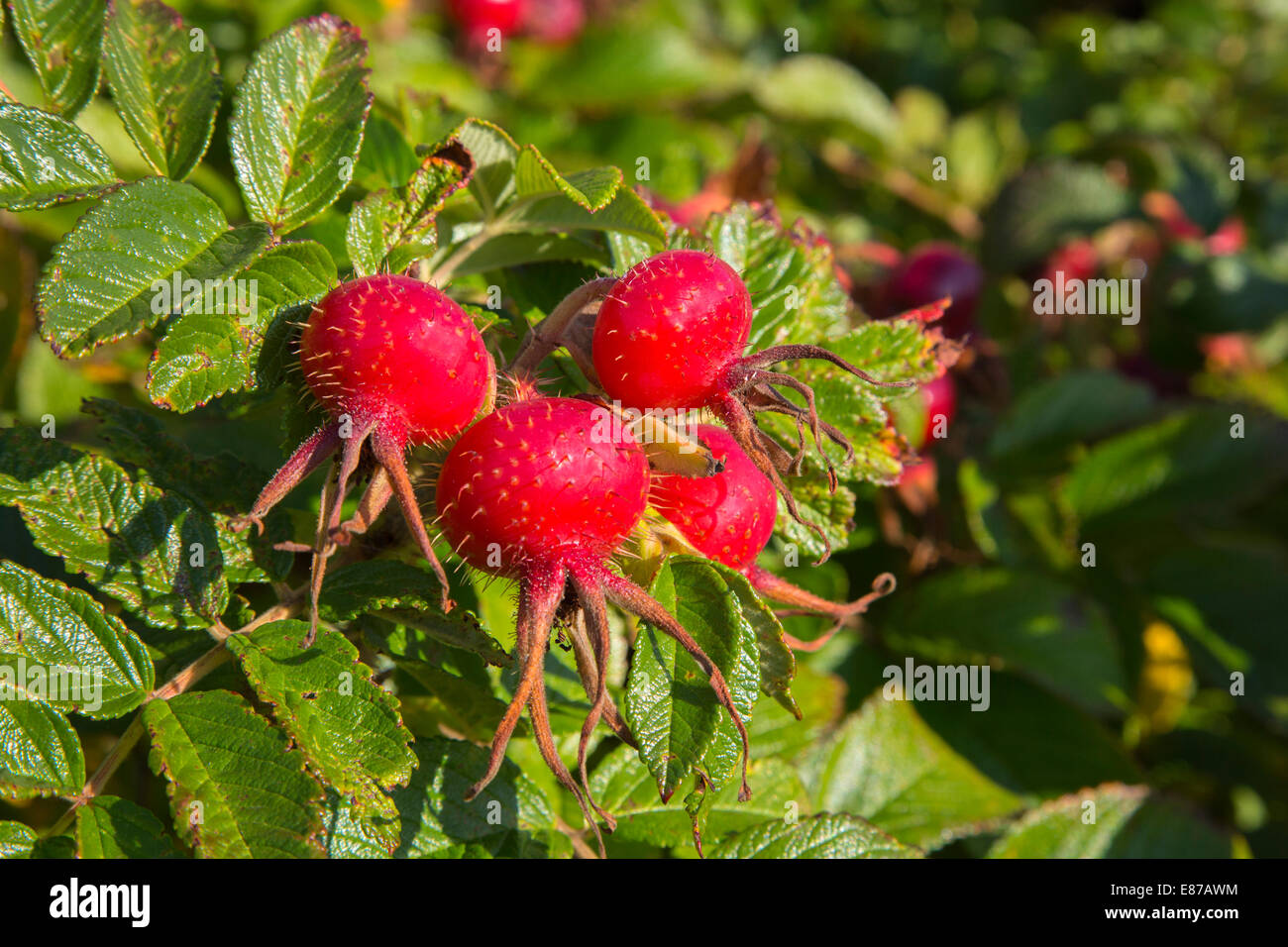 Rose hips, Rosa Rugosa Stock Photo - Alamy