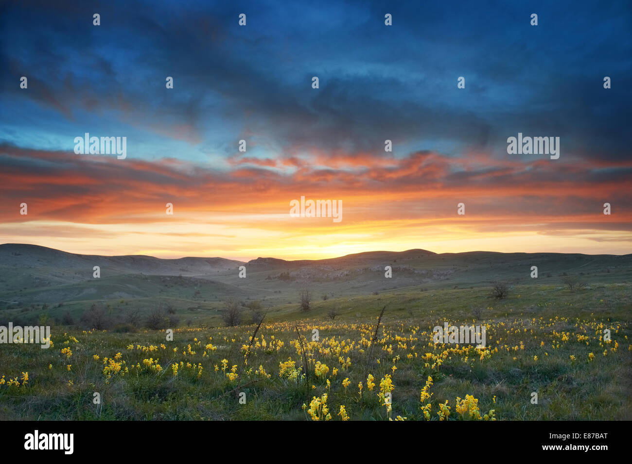 Field with yellow flowers and dramatic colorful sky at sunset Stock ...