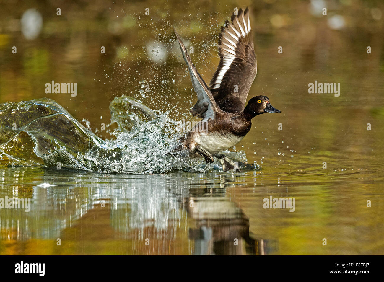 Flying tufted duck hi-res stock photography and images - Alamy
