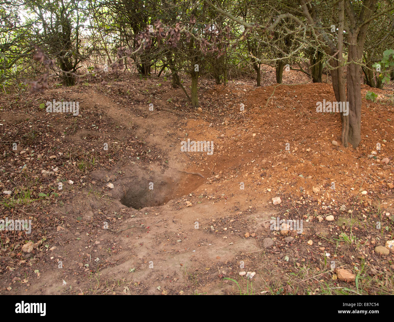 Badger digging hi-res stock photography and images - Alamy