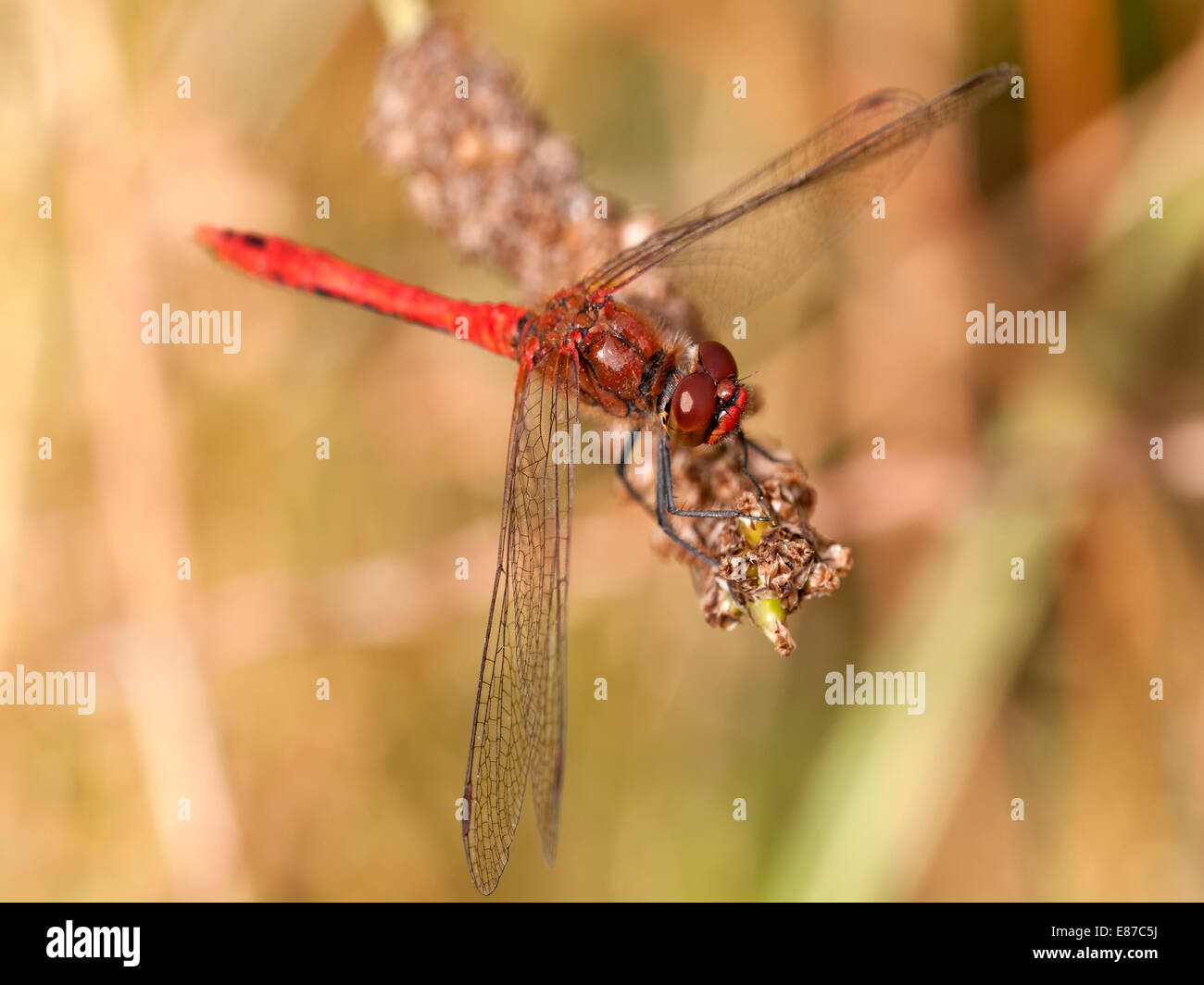 Ruddy darter hi-res stock photography and images - Alamy