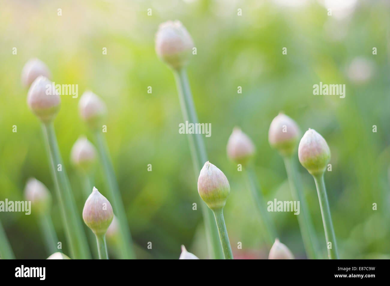 Buds background hi-res stock photography and images - Alamy