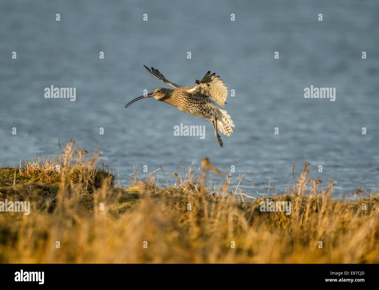 Curlew flying by the Sea Stock Photo - Alamy