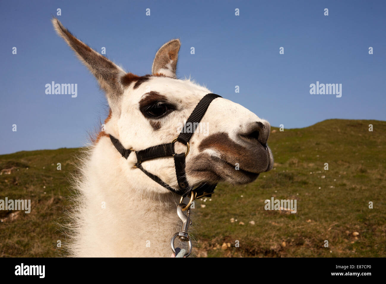 Llama side view hi-res stock photography and images - Alamy
