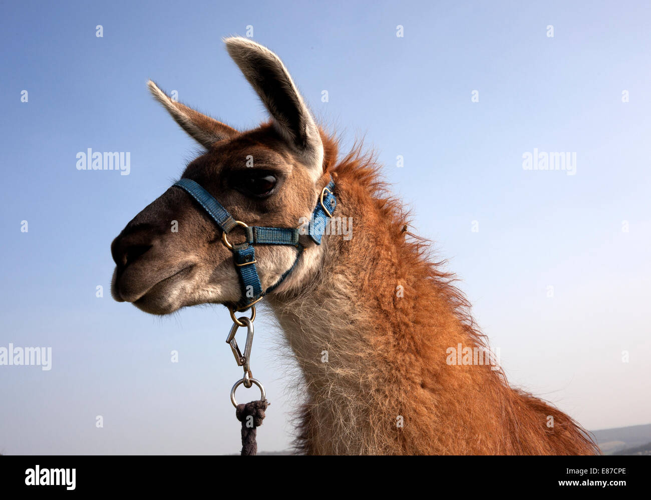 Llama Head