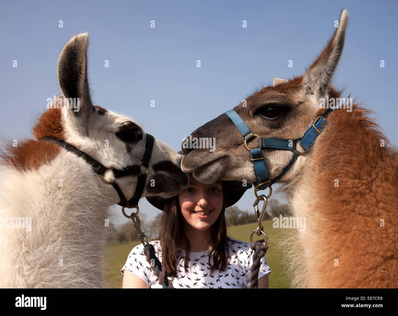 Llamas hi-res stock photography and images - Alamy