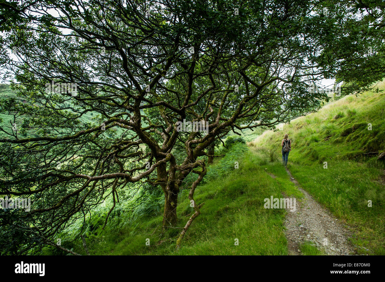 Blonde woman solo hiker hi-res stock photography and images - Alamy