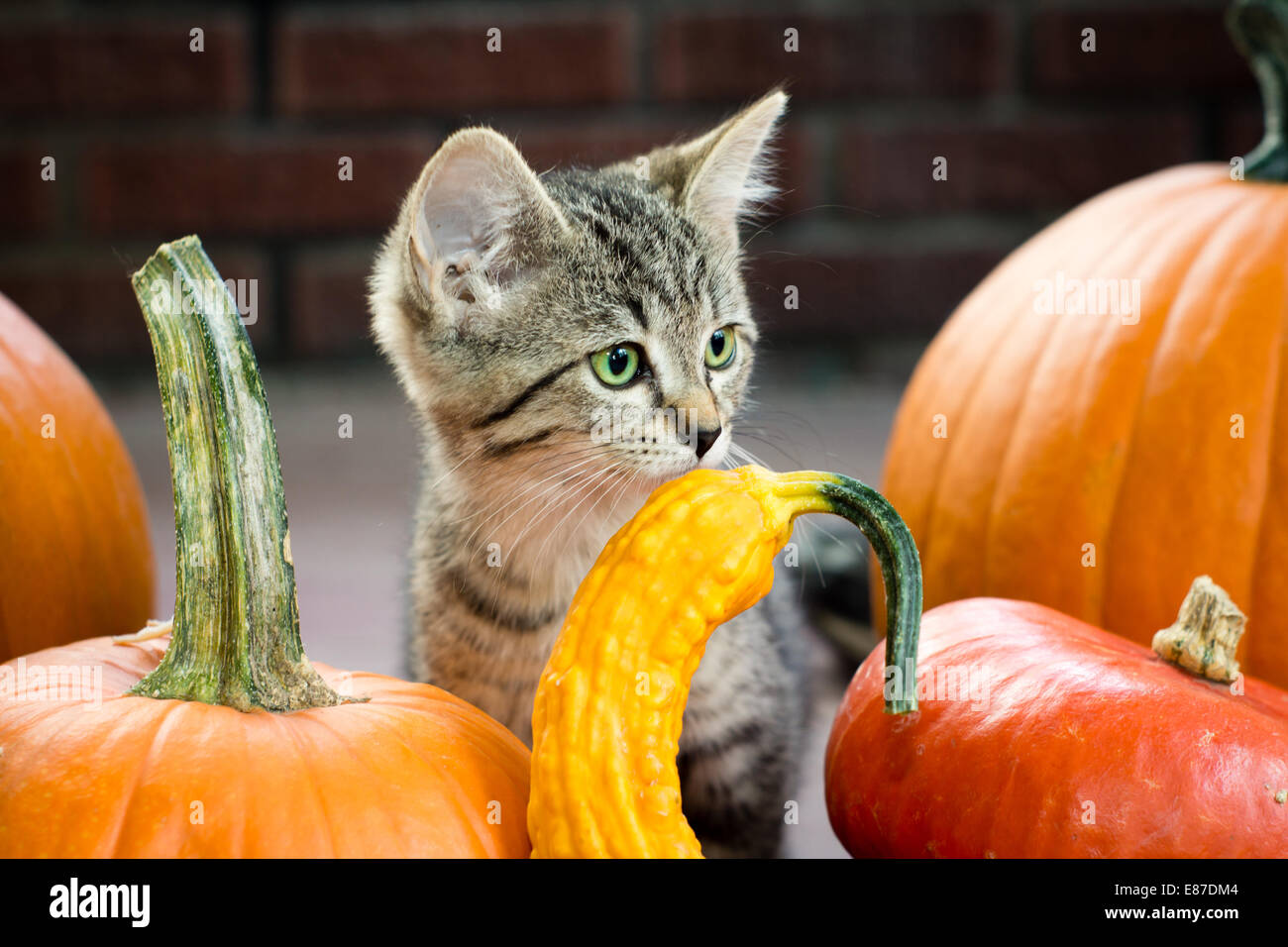 A cute kitten poses with pumpkins for the autumn season Stock Photo - Alamy