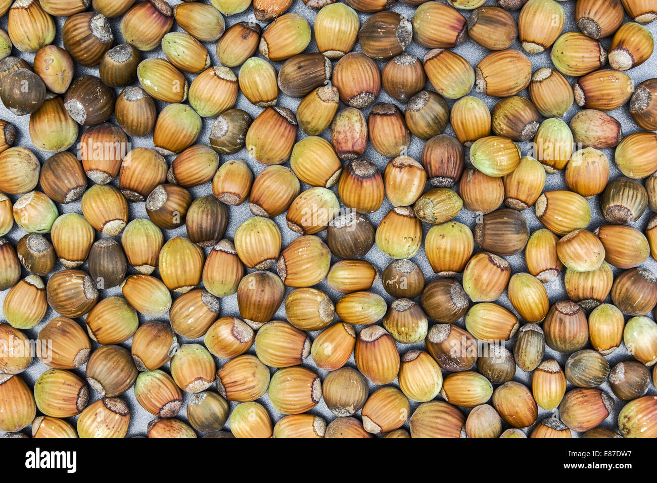A tray of hazelnuts, Corylus avellana Stock Photo - Alamy
