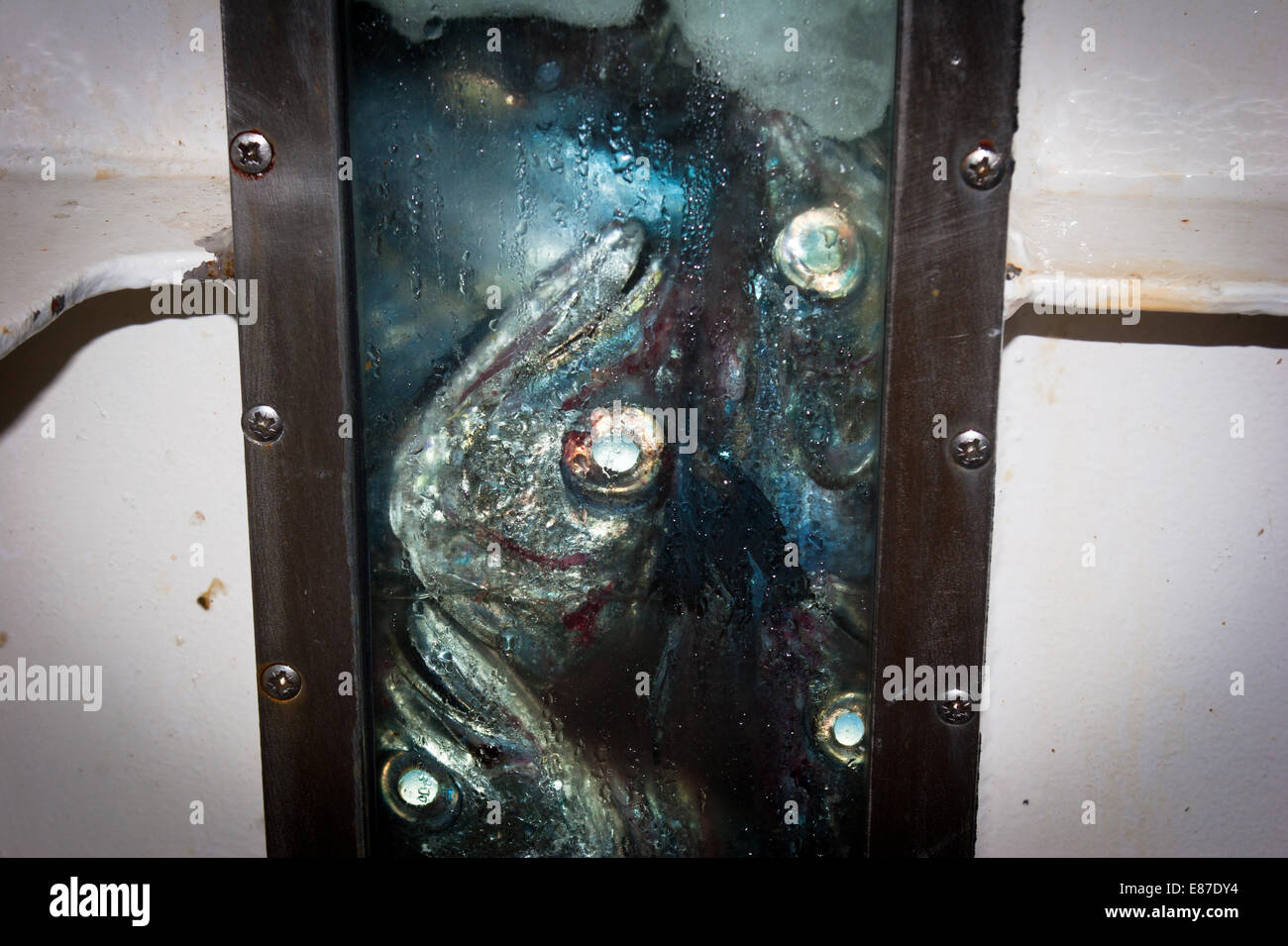 Freshly landed catch of Hoki in the fish pound on a factory trawler ...