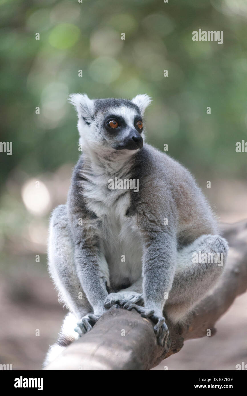 Ring-tailed Lemur, Monkey World, Plattenberg Bay, South Africa Stock ...