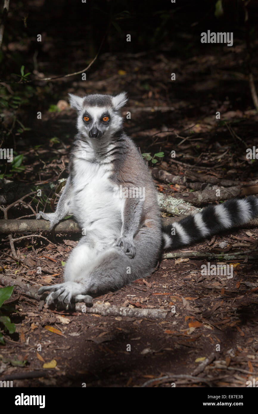Ring-tailed Lemur, Monkeyland, Plattenberg Bay, South Africa Stock ...