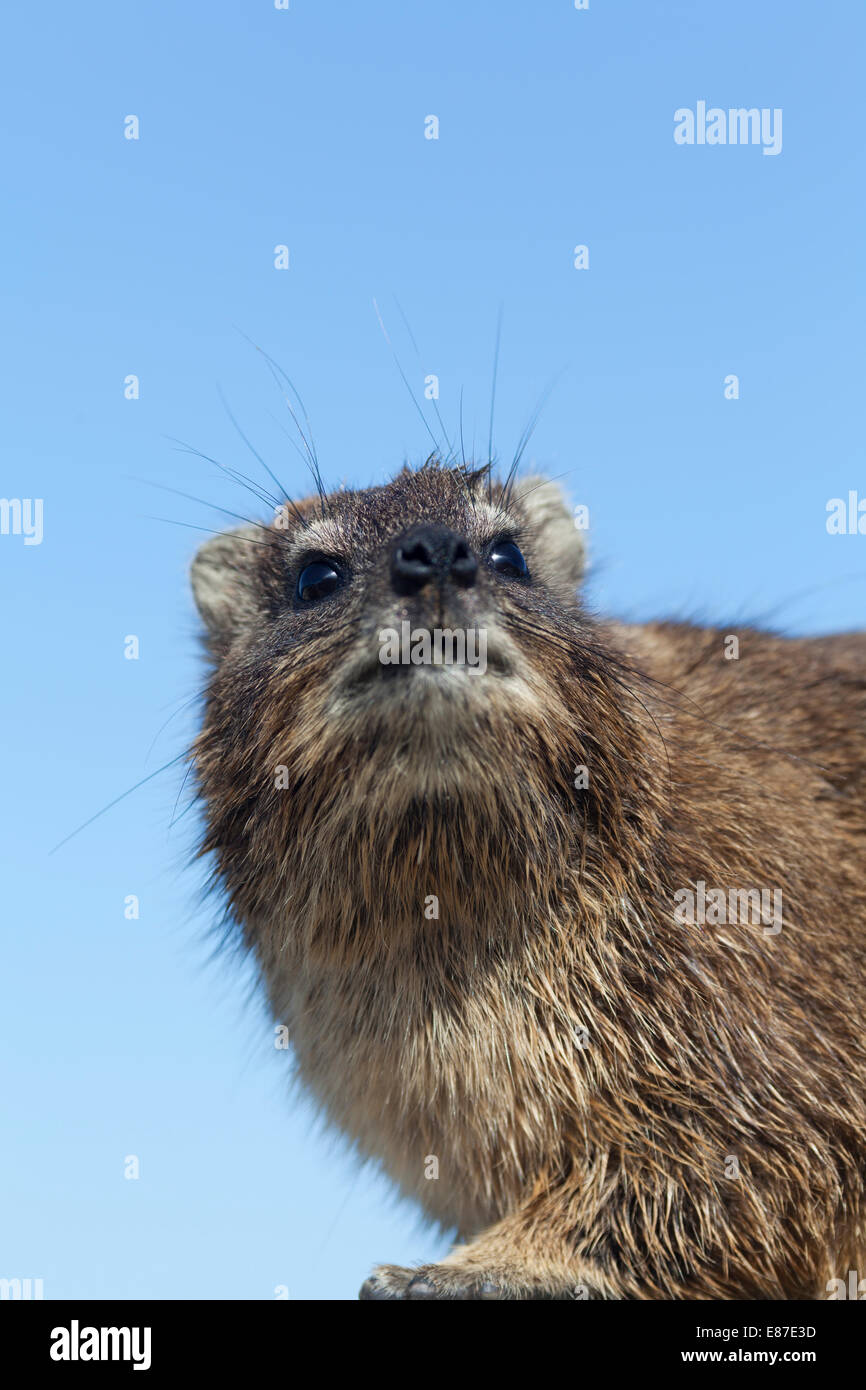 A dassie, native to South Africa Stock Photo - Alamy