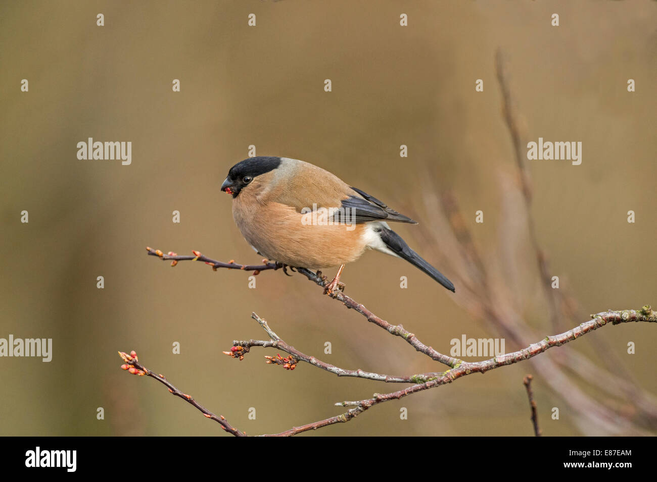Berries on a twig hi-res stock photography and images - Alamy