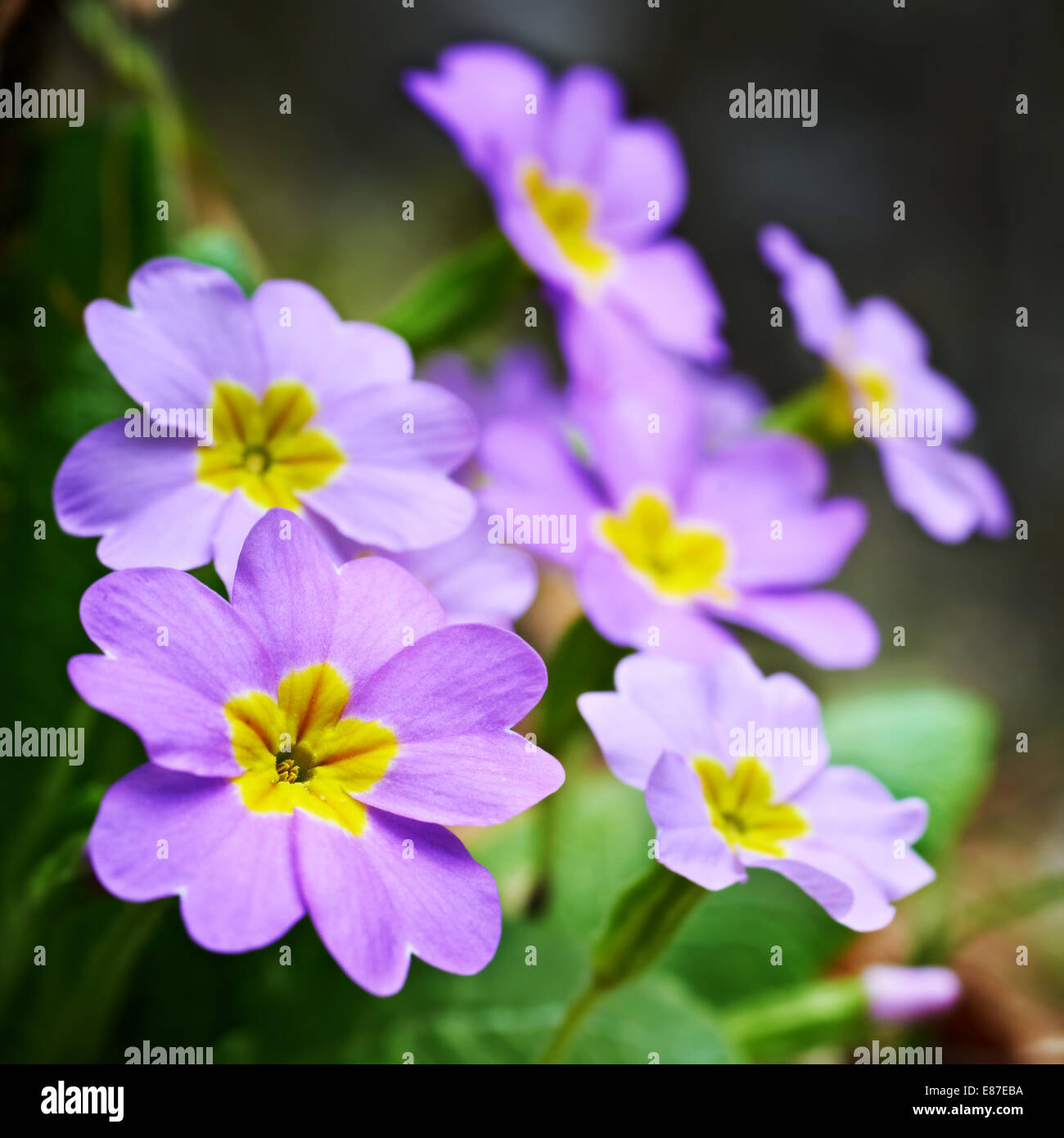 Spring pink flowers primula vulgaris hi-res stock photography and ...