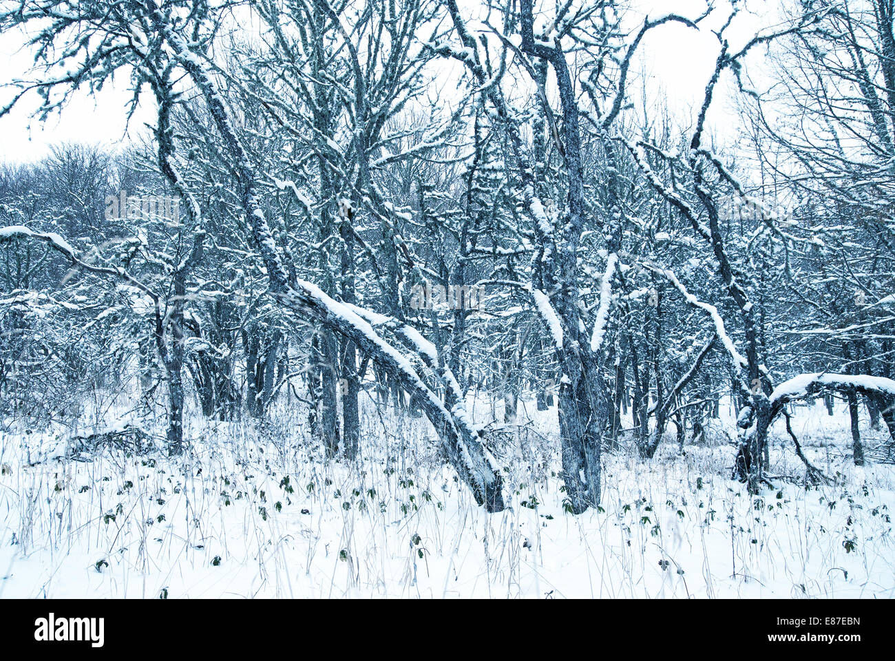 Winter landscape with icy trees Stock Photo - Alamy