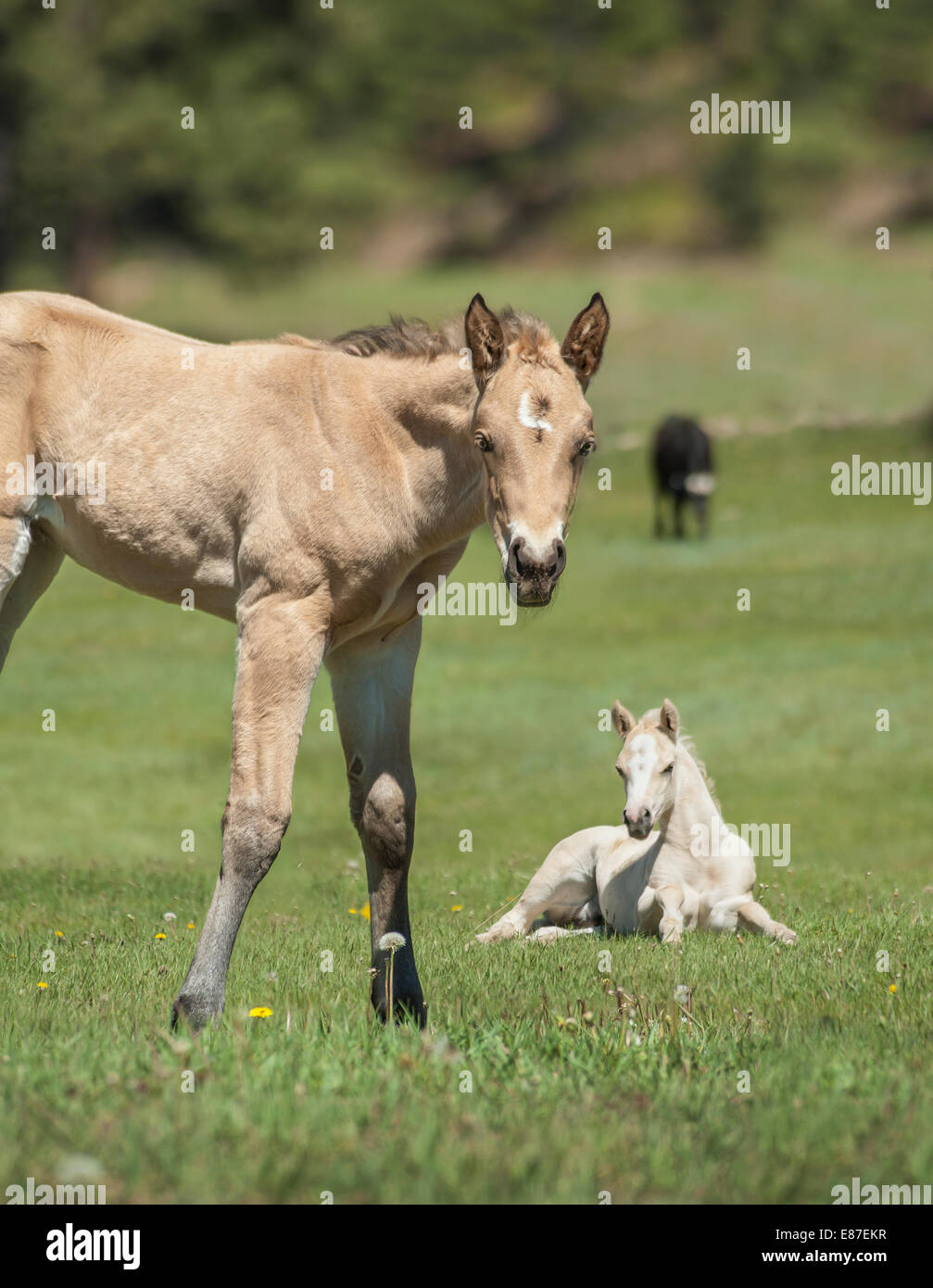 Quarter Horse foals Stock Photo - Alamy