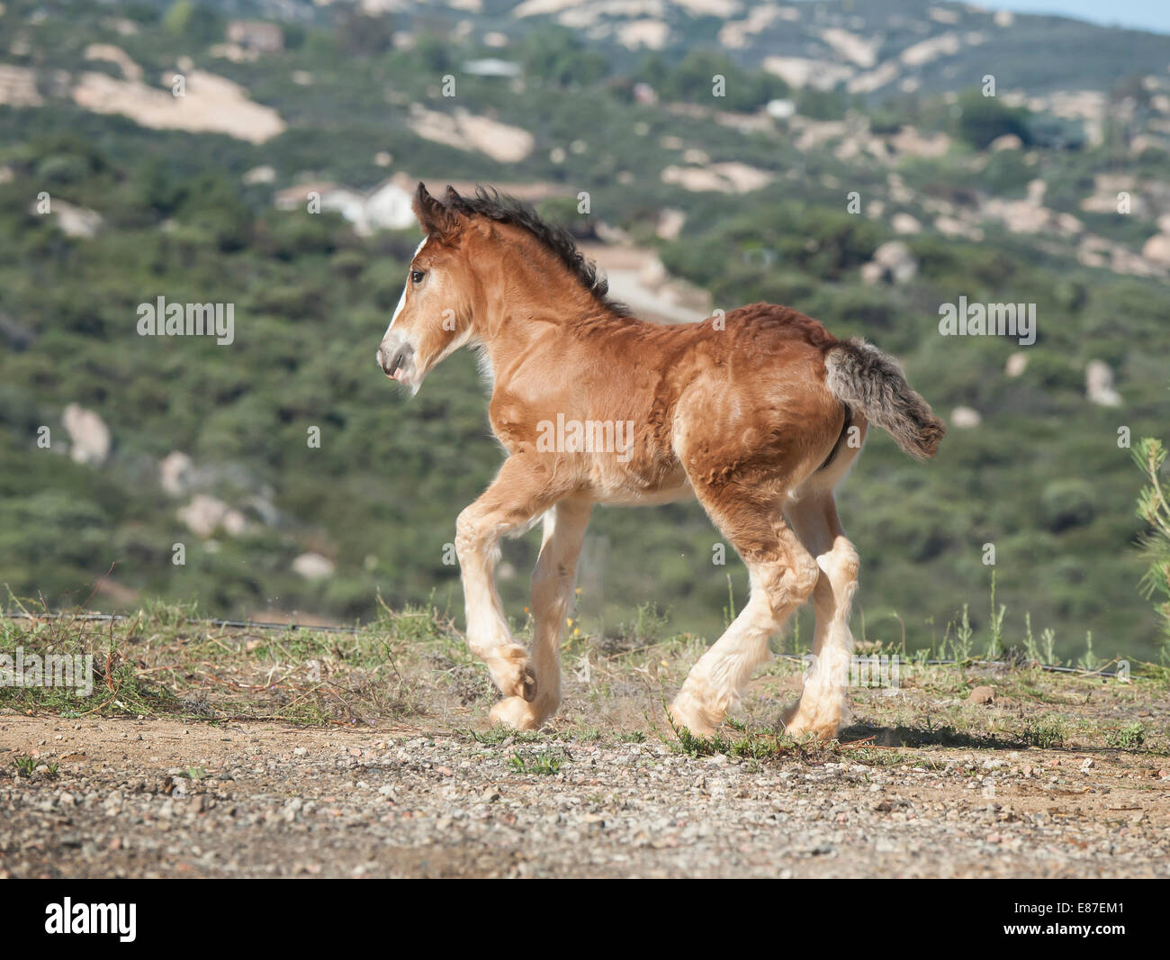 Gypsy Vanner Horse foal Stock Photo - Alamy