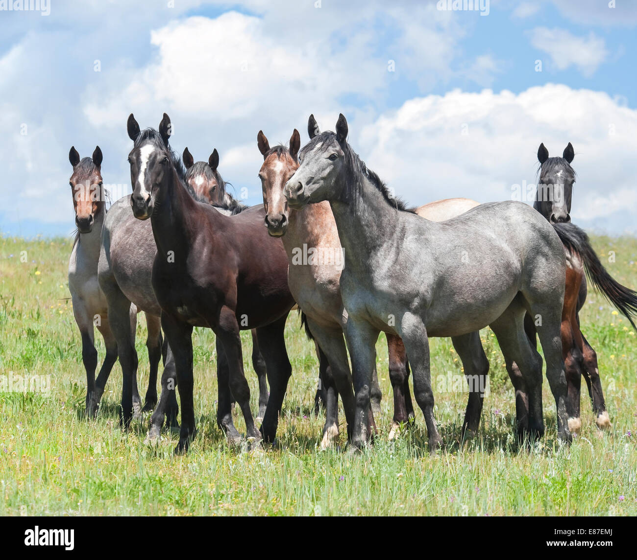 Quarter Horse Yearling Height at Georgia Farber blog