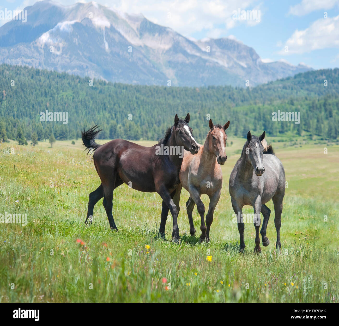 Quarter Horse yearlings in COlorado mountains Stock Photo - Alamy