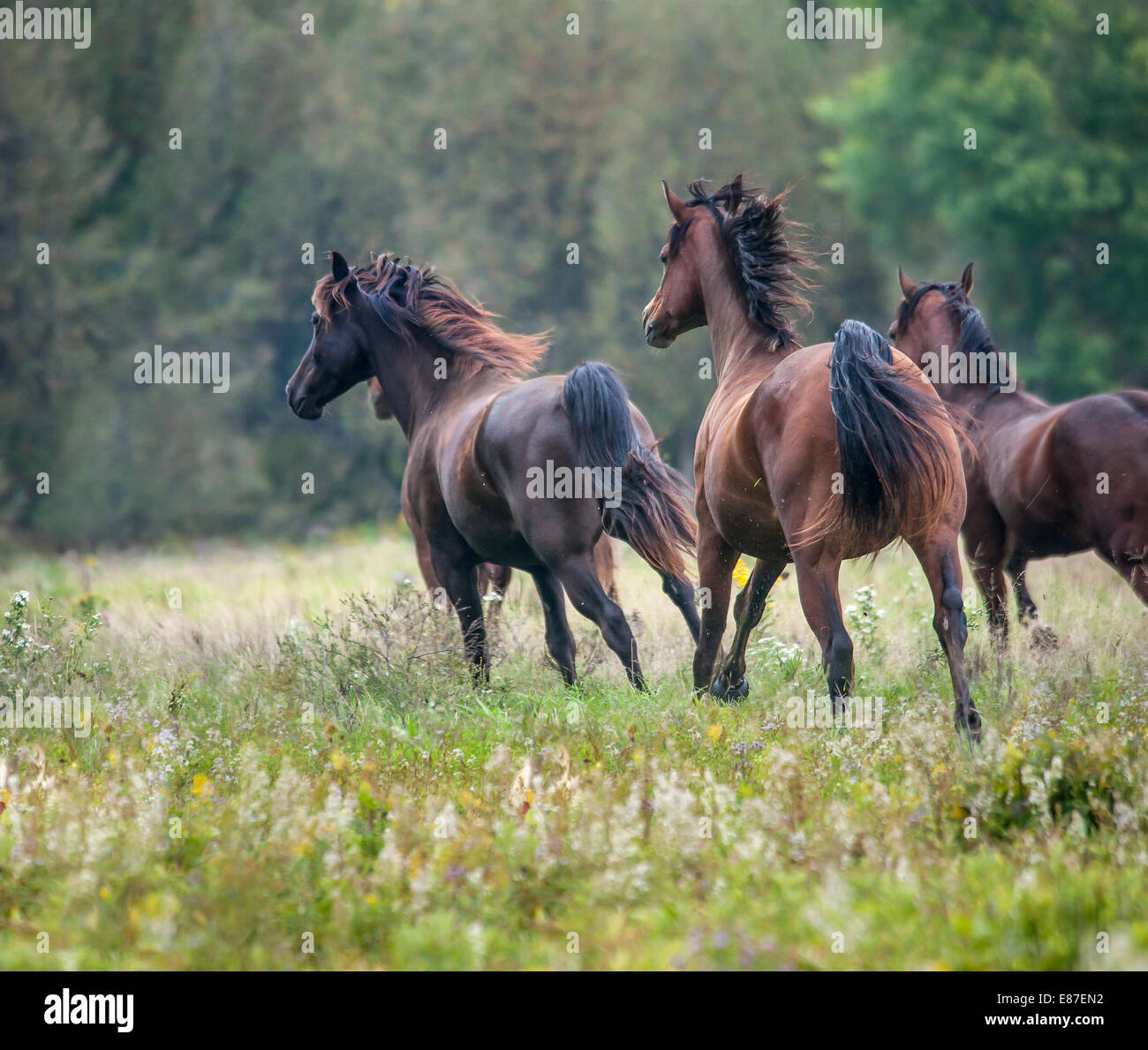 Tennessee Walker horses Stock Photo - Alamy