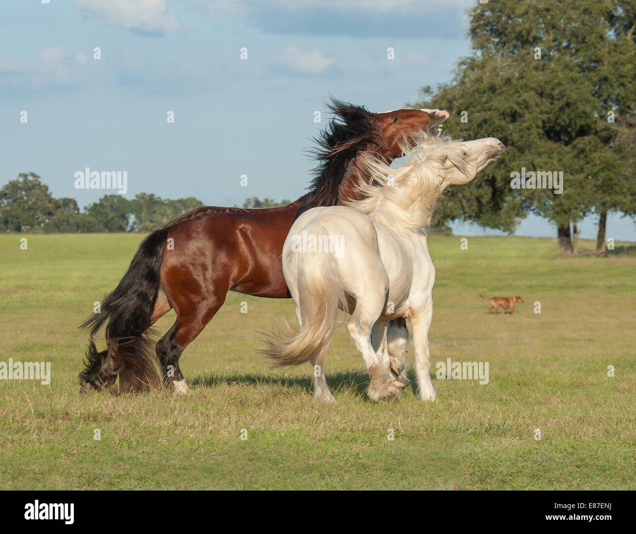 Gypsy Vanner Horse colts play Stock Photo - Alamy
