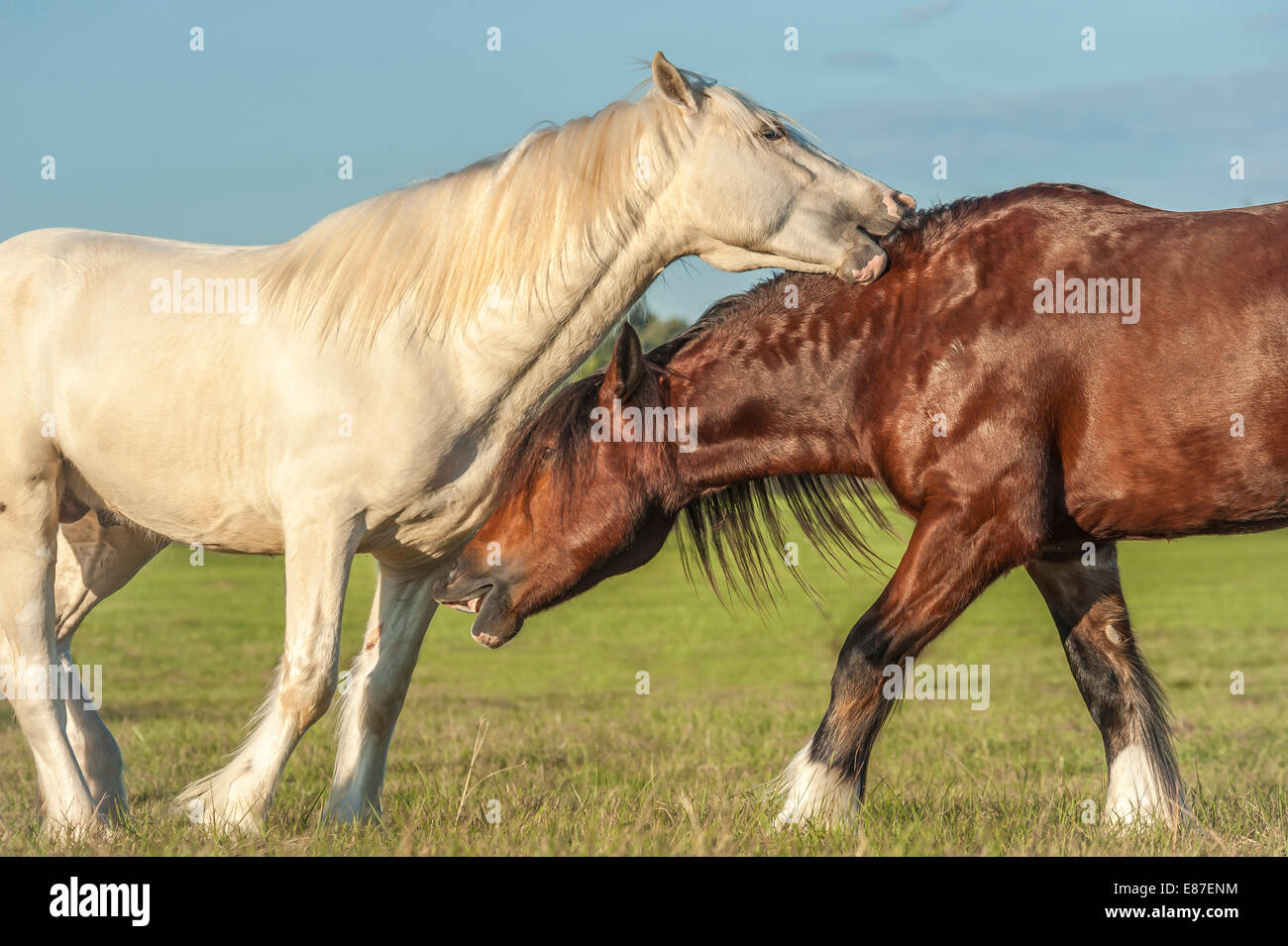 Gypsy Vanner Horse colts play Stock Photo - Alamy