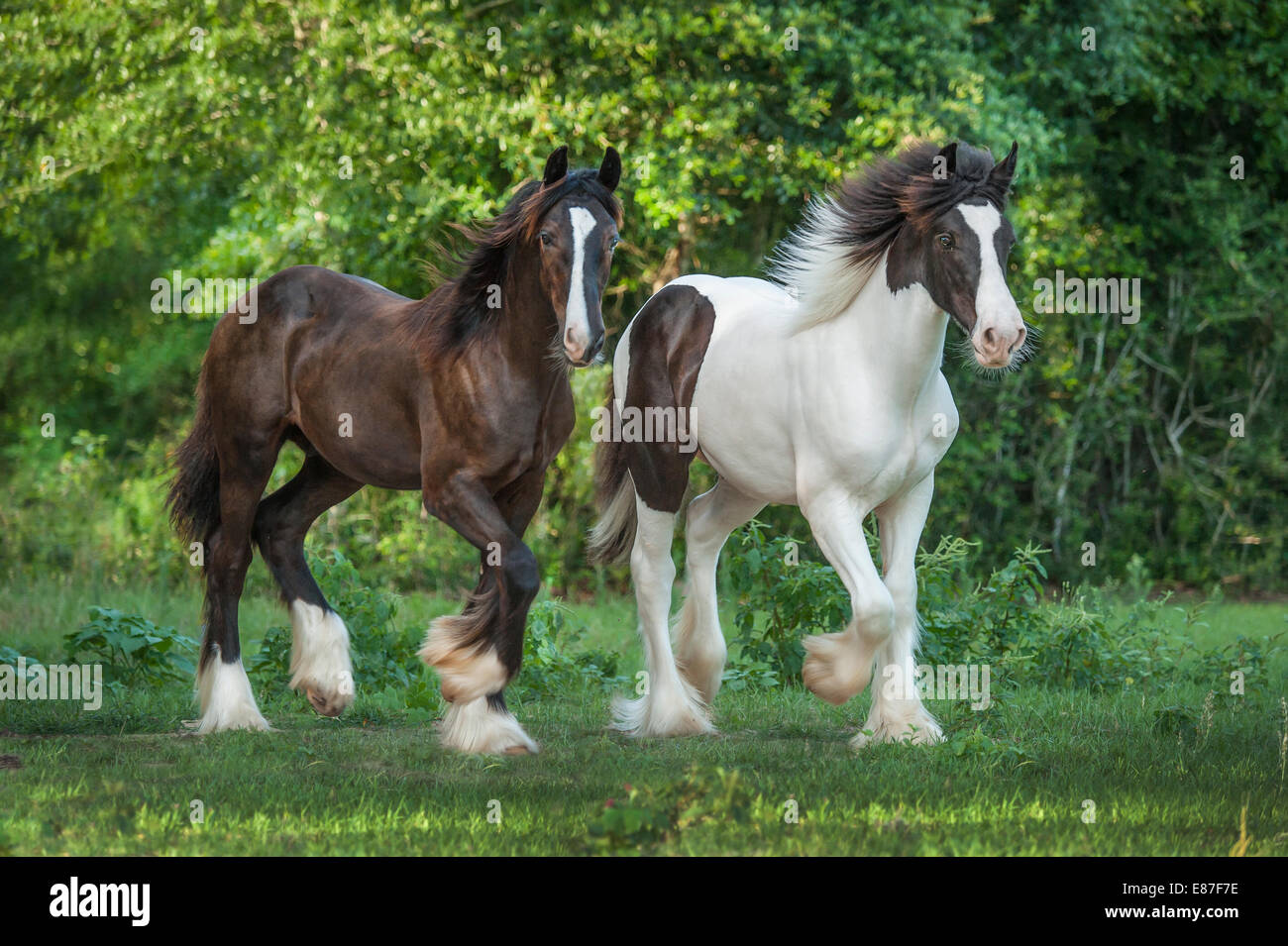 Gypsy Vanner Horse colts run Stock Photo - Alamy