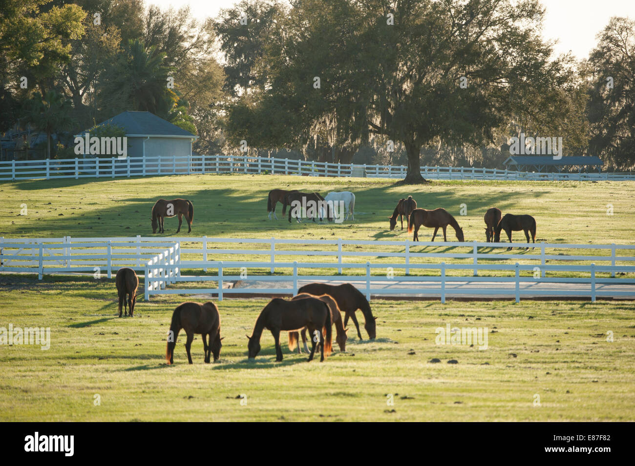 Horse farm in Ocala FL Stock Photo - Alamy