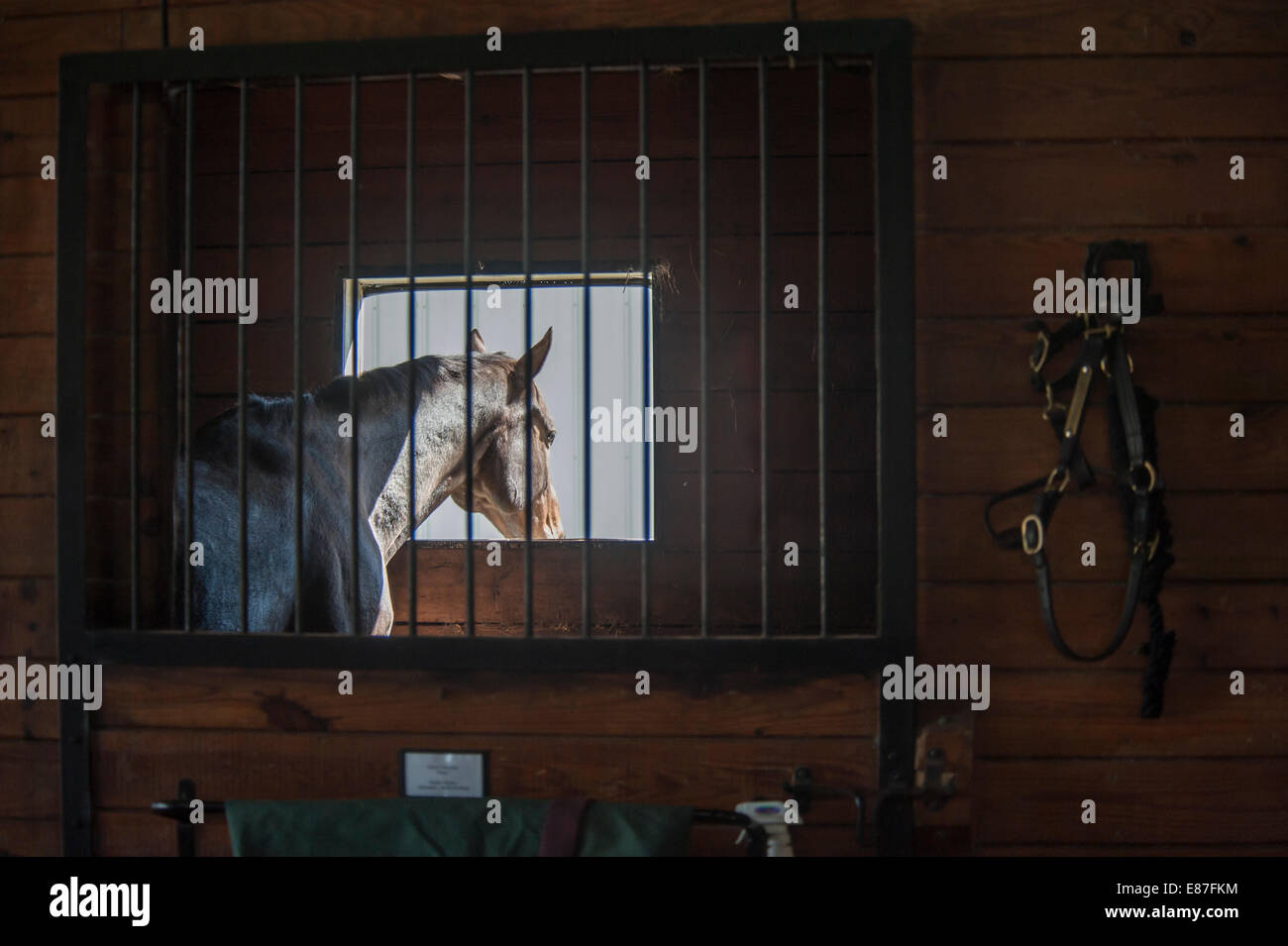 Equine structure hi-res stock photography and images - Alamy