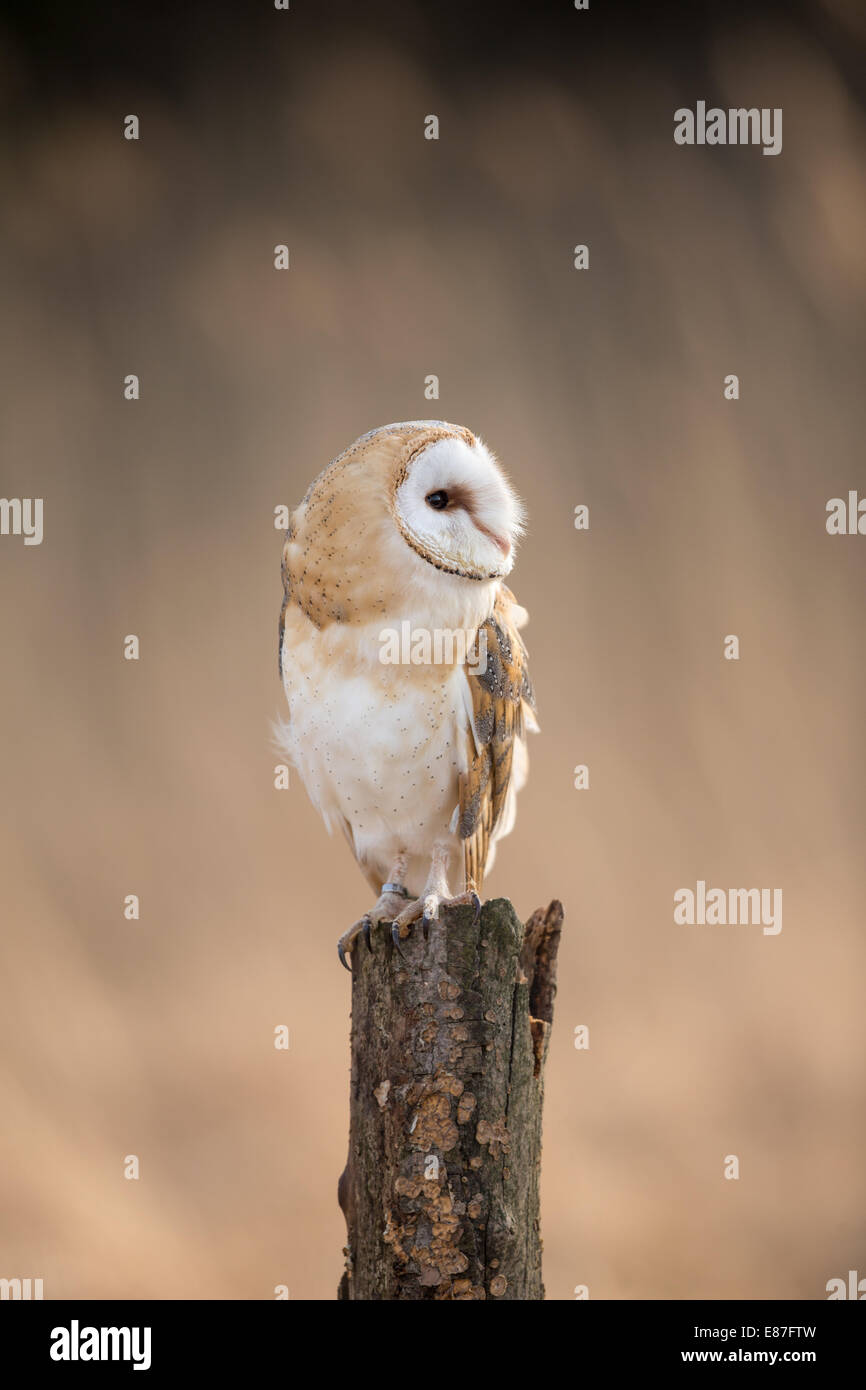 Barn Owl (Tyto ) perched on a tree stump Stock Photo - Alamy