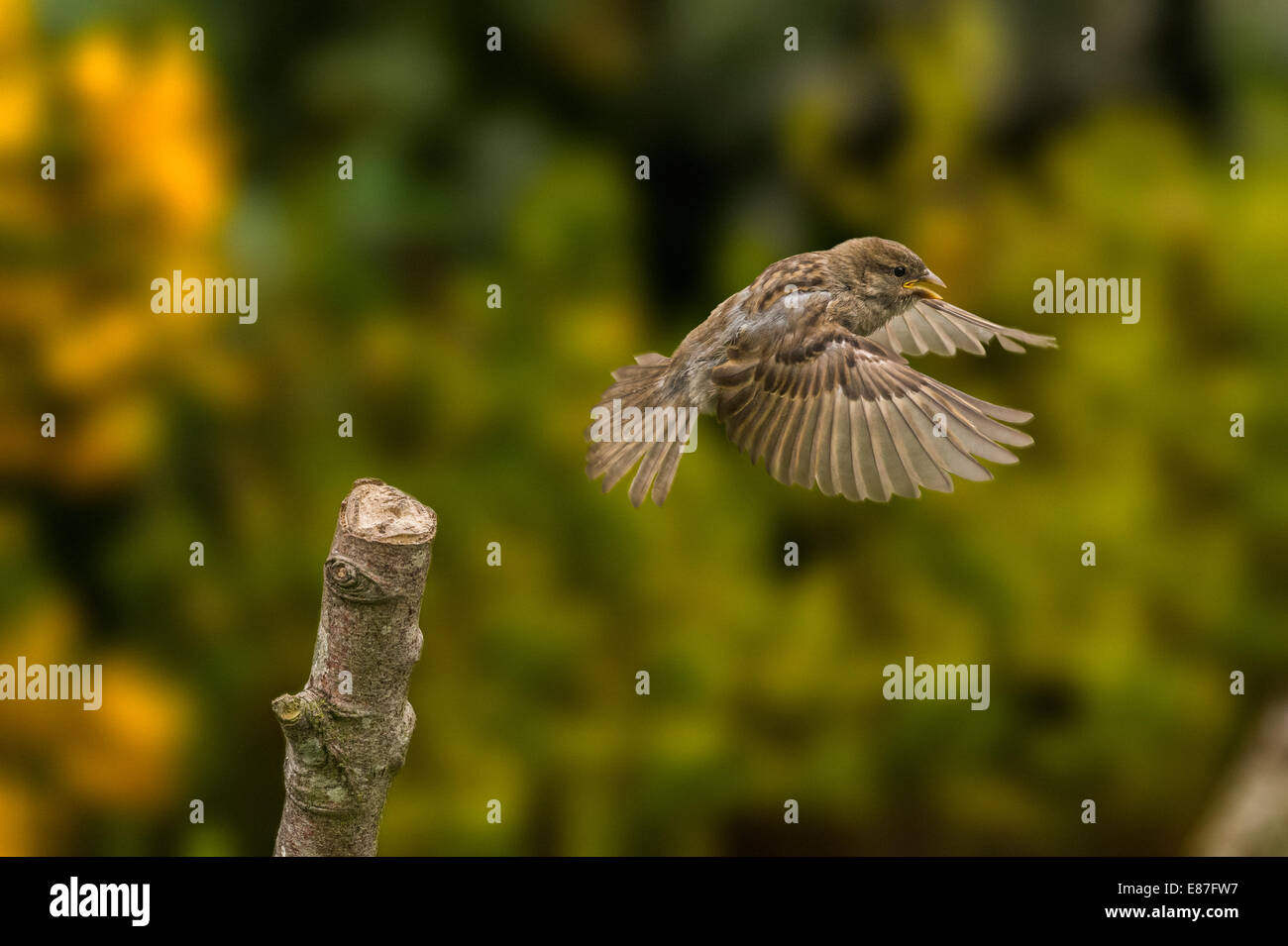 Flying Sparrow High Resolution Stock Photography and Images - Alamy