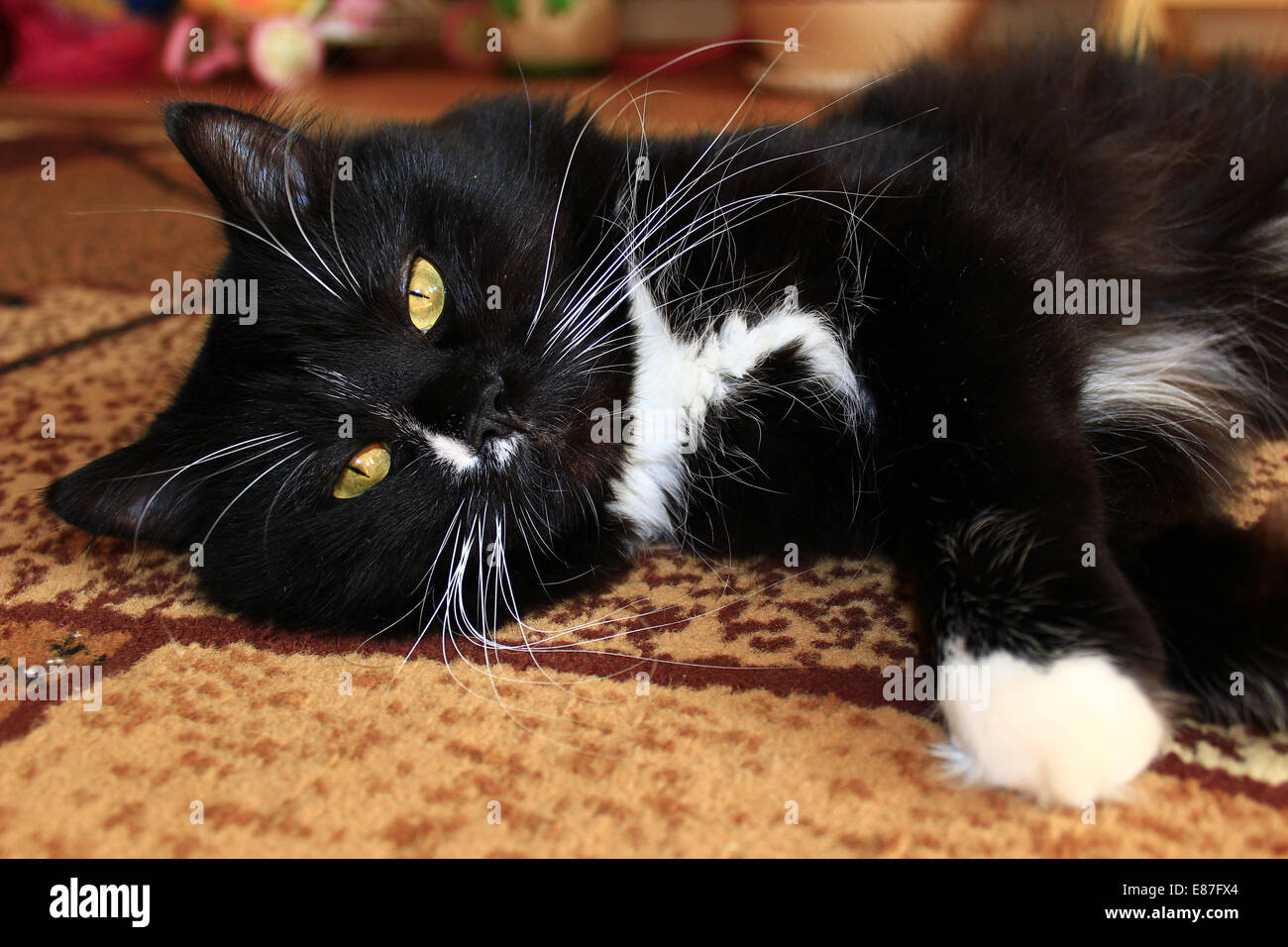 nice black cat lolling about on the carpet Stock Photo - Alamy