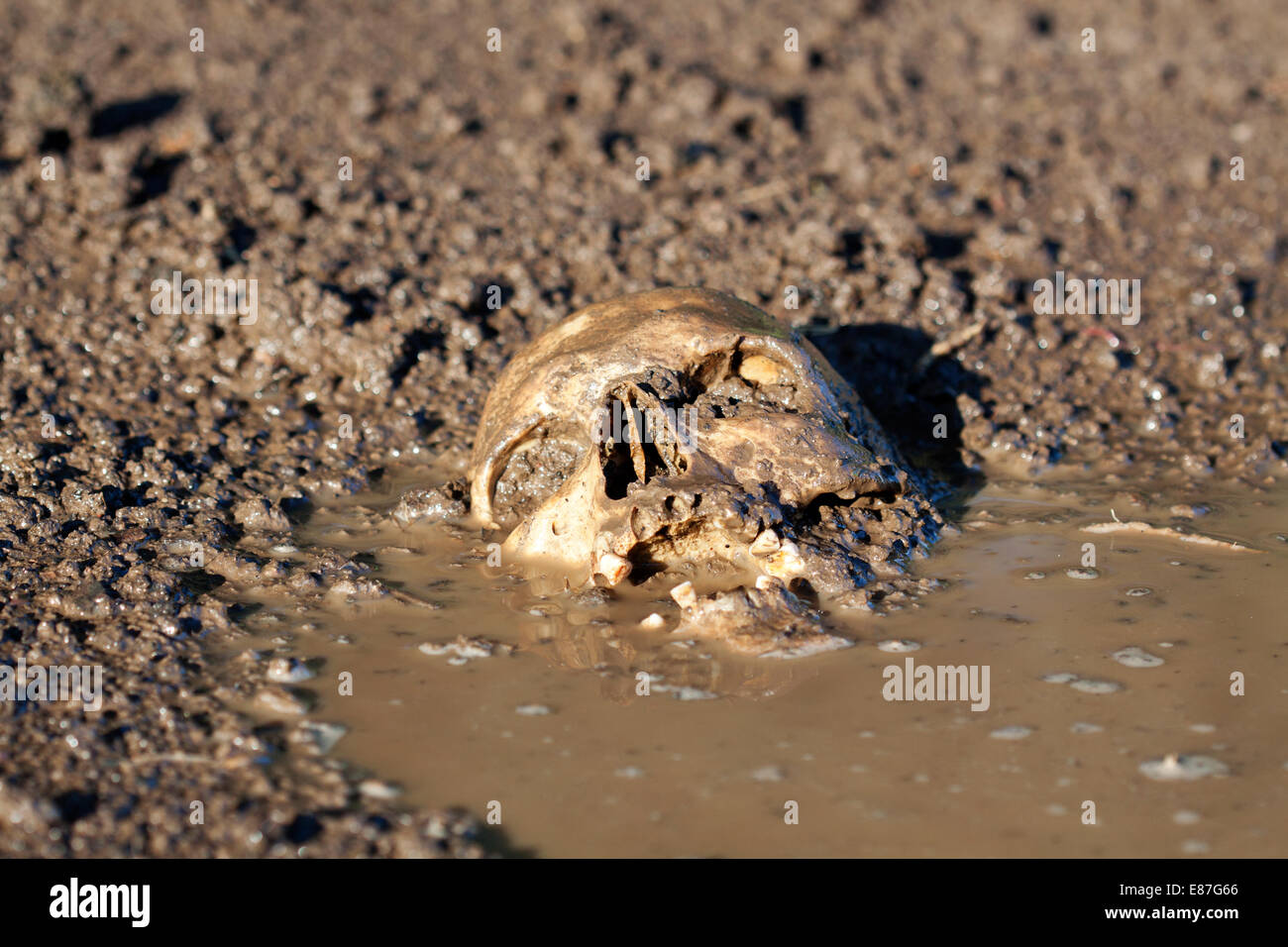 Decomposing Human High Resolution Stock Photography and Images - Alamy