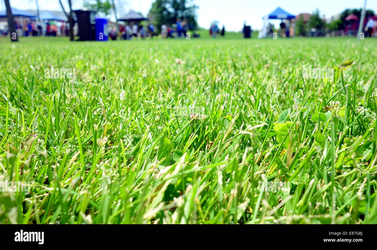 Green grass field soil hi-res stock photography and images - Alamy
