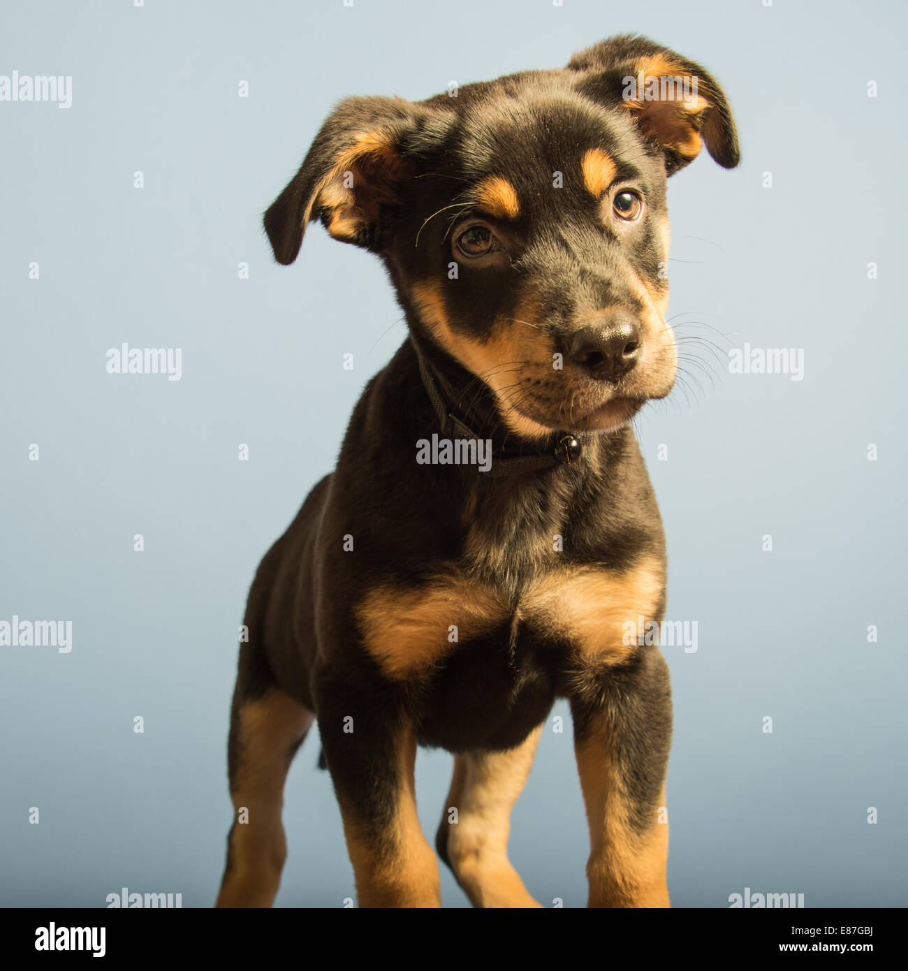 Cute puppy poses in the studio Stock Photo - Alamy