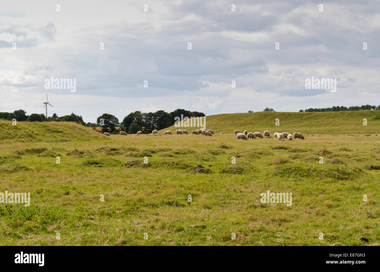 Viking graves, sheep, Ring Fortress, Trelleborg, Slagelse, Denmark ...