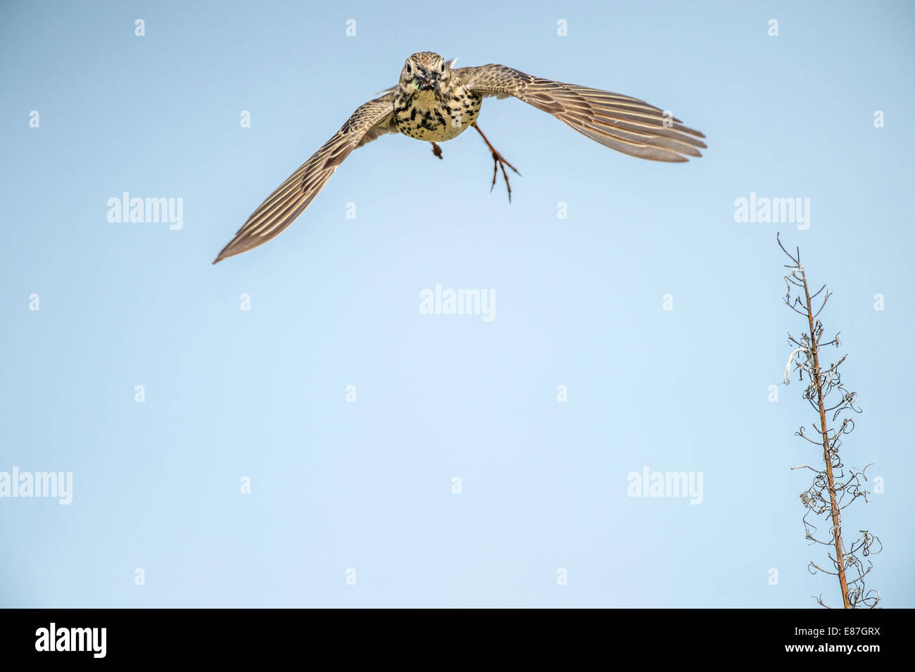 Meadow Pipit flying towards me with insects in beak Stock Photo - Alamy