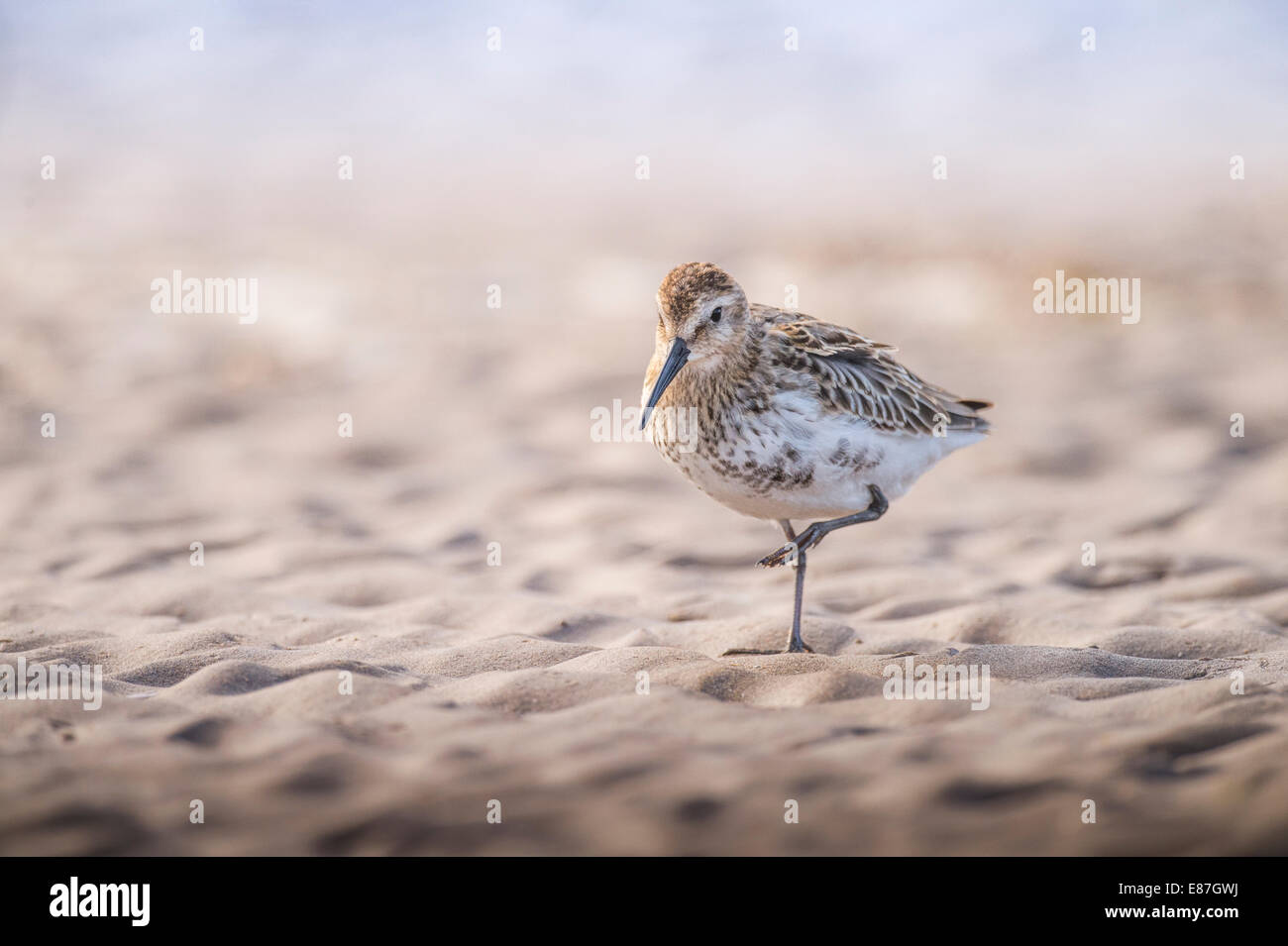 Stood on sand hi-res stock photography and images - Alamy
