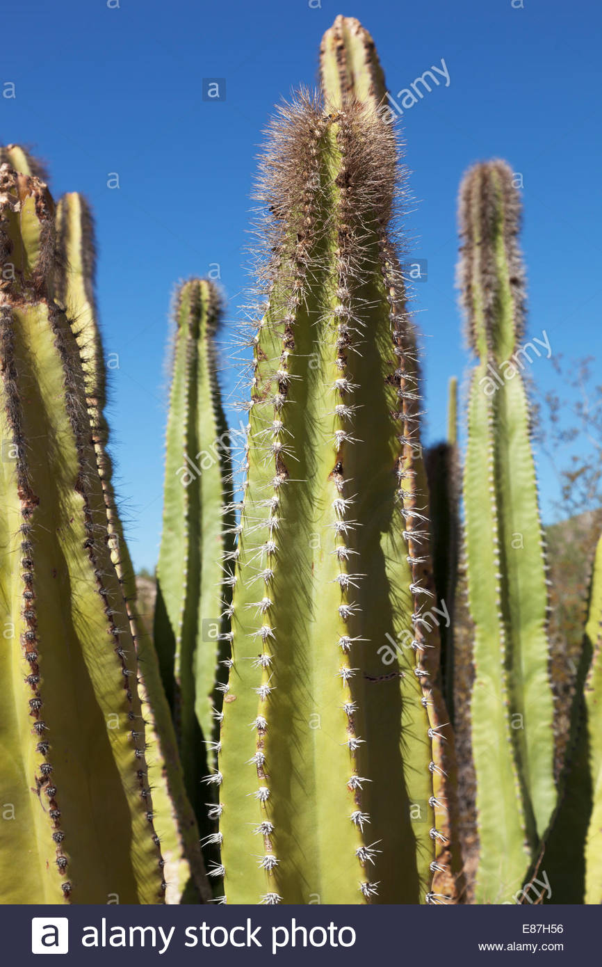 Lophocereus Schottii Stock Photos & Lophocereus Schottii Stock Images ...