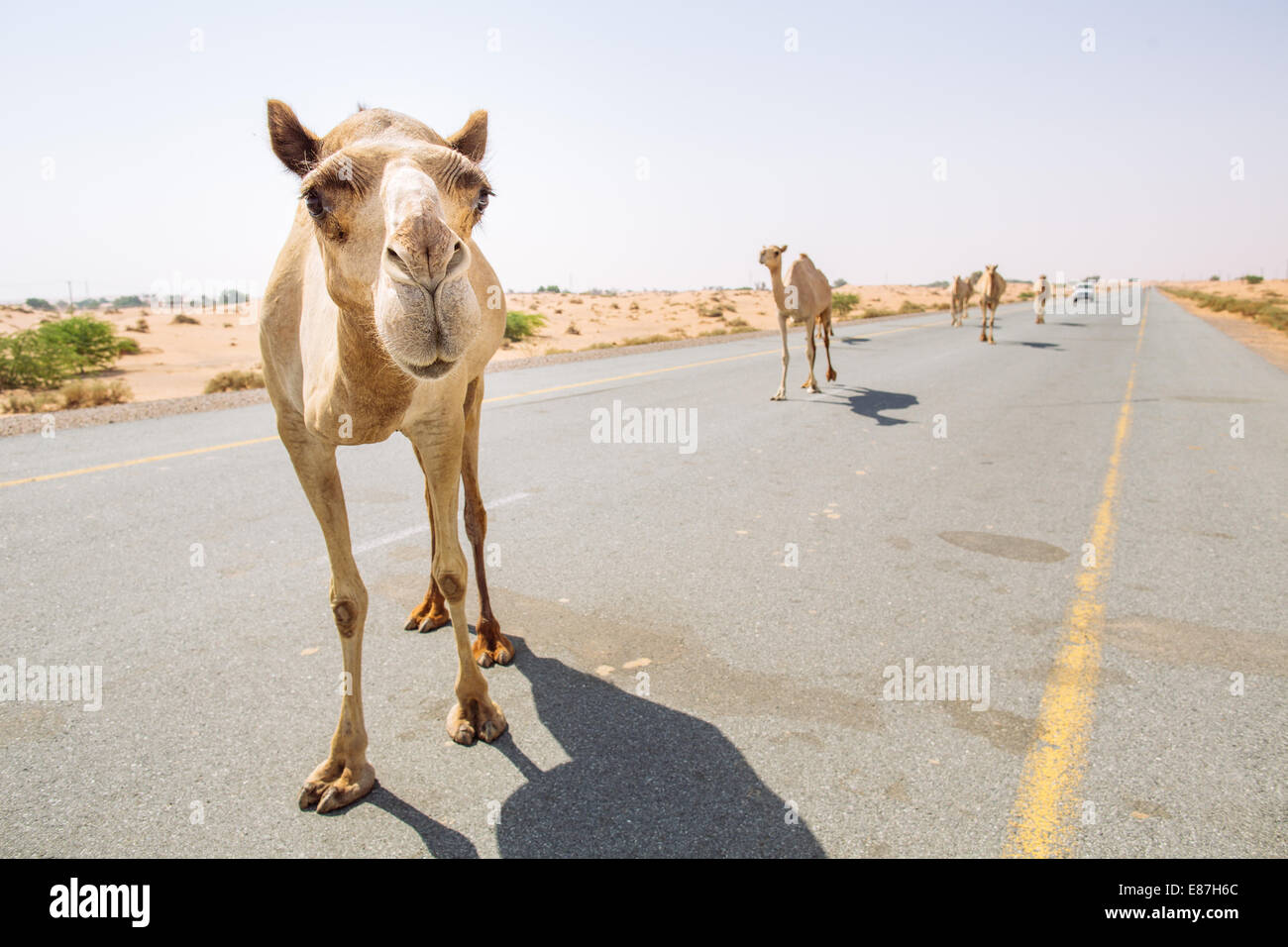 Camels walking on road hi-res stock photography and images - Alamy