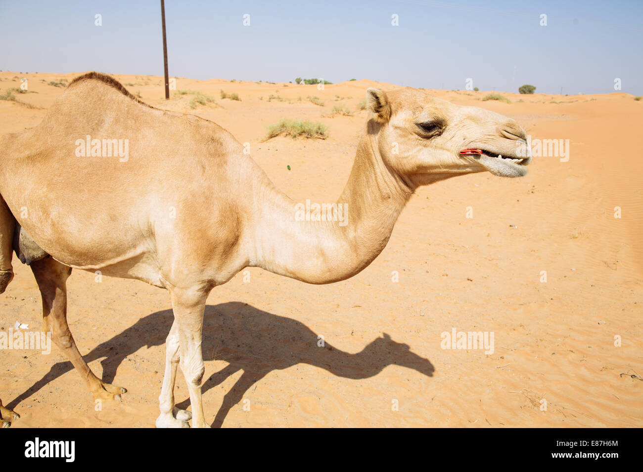 Uae camel desert hi-res stock photography and images - Alamy