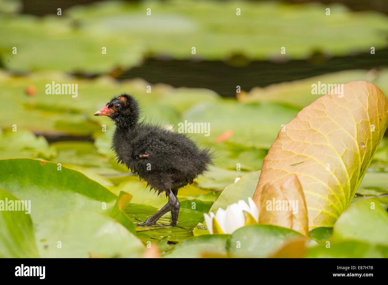 Baby moorhen hi-res stock photography and images - Alamy