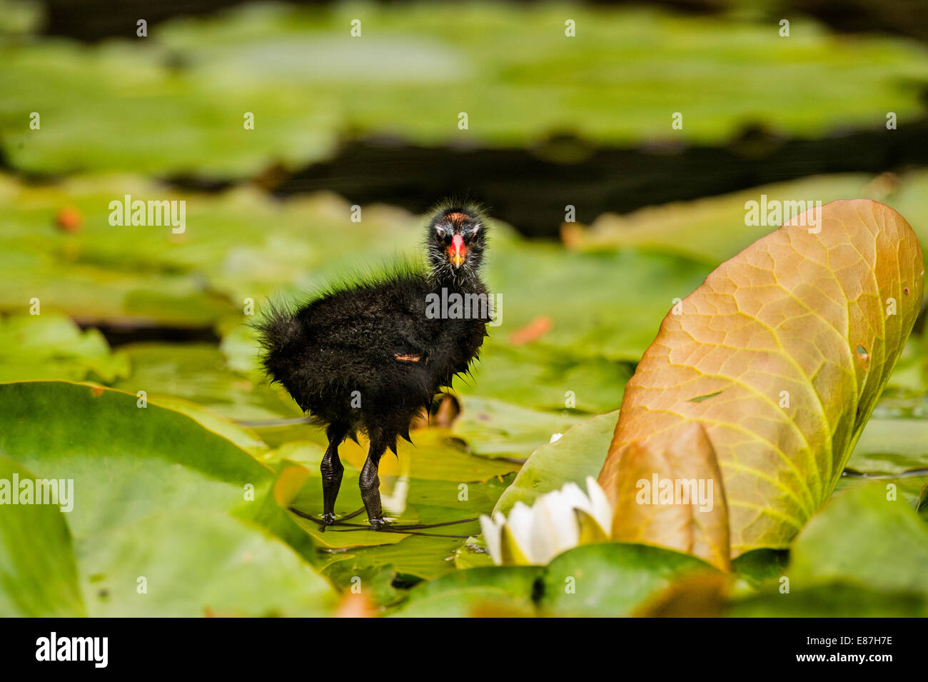Moorhen High Resolution Stock Photography and Images - Alamy
