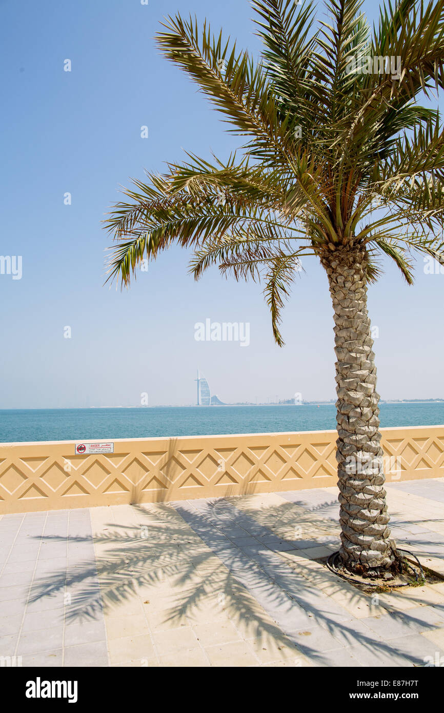 Palm tree in Jumeirah boardwalk in Dubai, UAE Stock Photo - Alamy