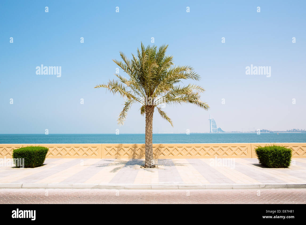 Palm tree in Jumeirah boardwalk in Dubai, UAE Stock Photo - Alamy