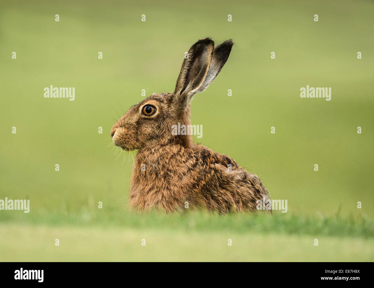 Close Up Hare High Resolution Stock Photography and Images - Alamy