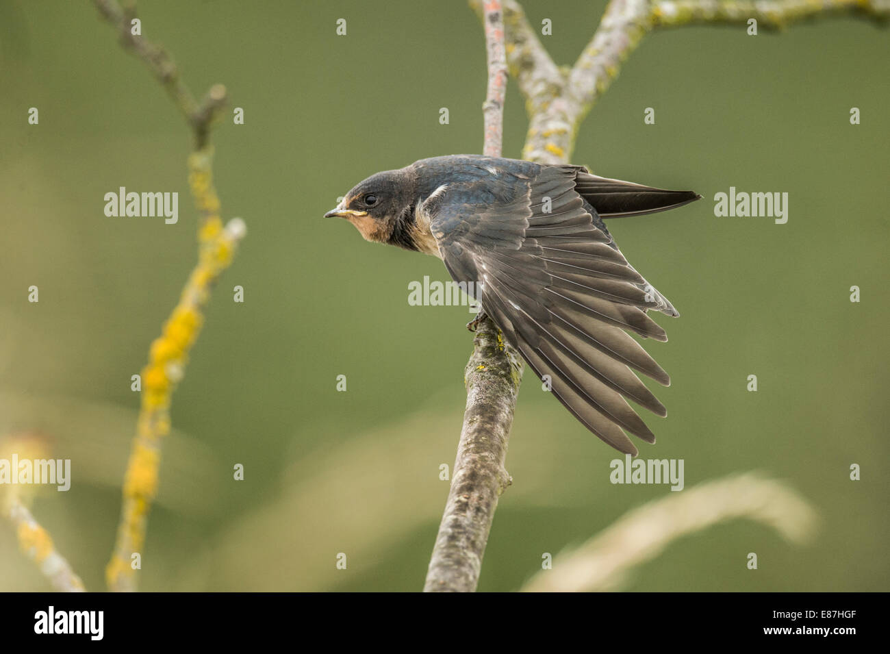 Hirundo Rustica Branch High Resolution Stock Photography and Images - Alamy