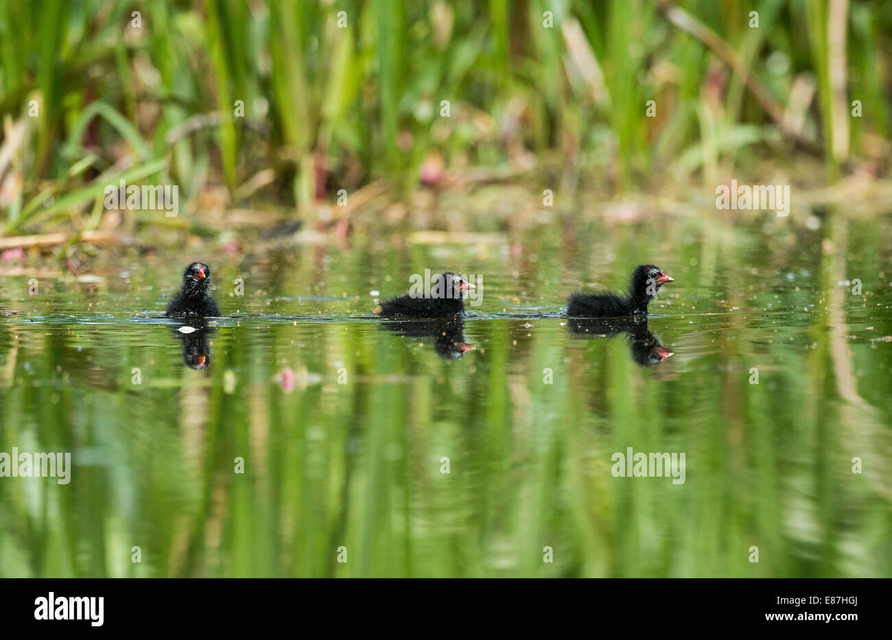Pond moorhen hi-res stock photography and images - Alamy