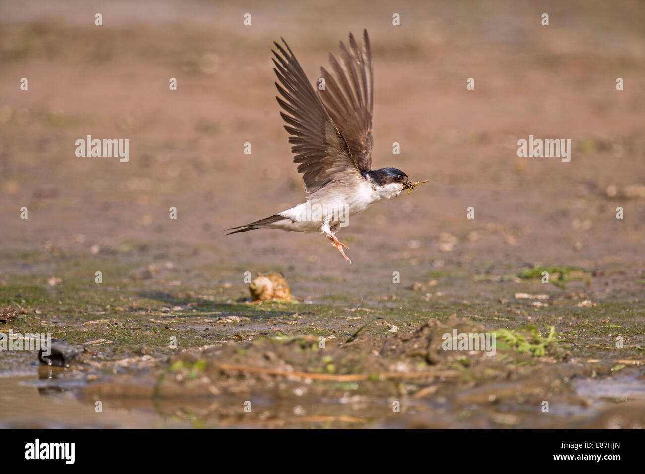 Flying house martin hi-res stock photography and images - Alamy